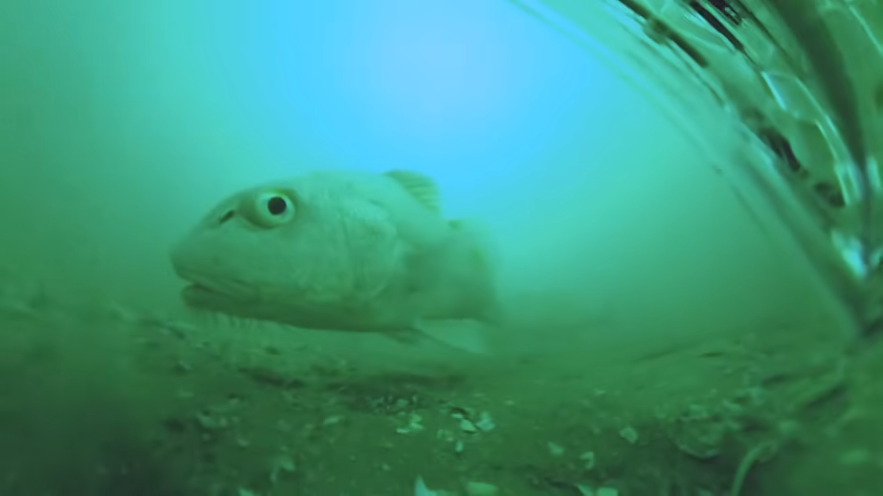 This is why I dropped the camera – what fishing from above misses