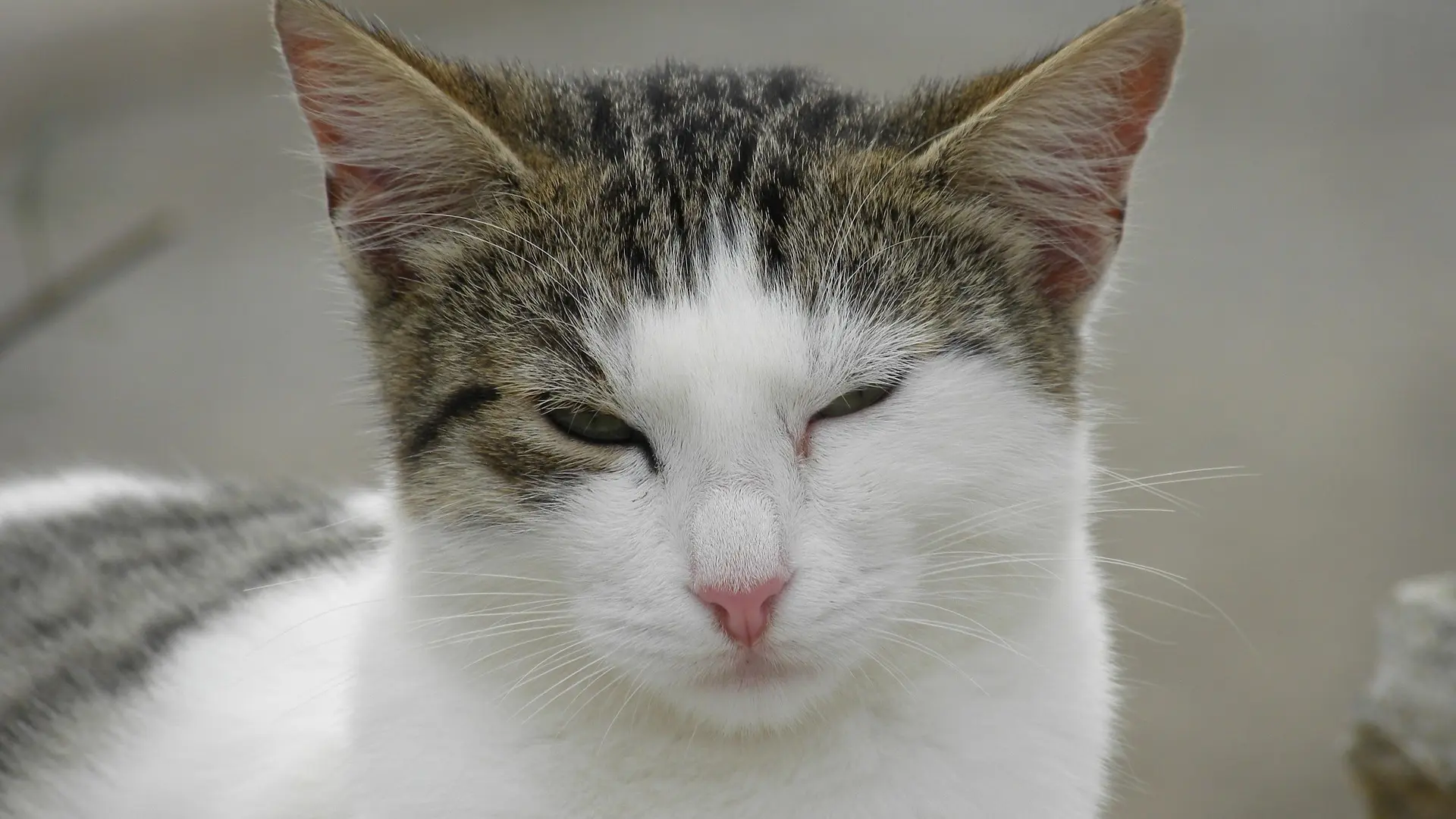10 síntomas claros de que tu gato se está haciendo mayor