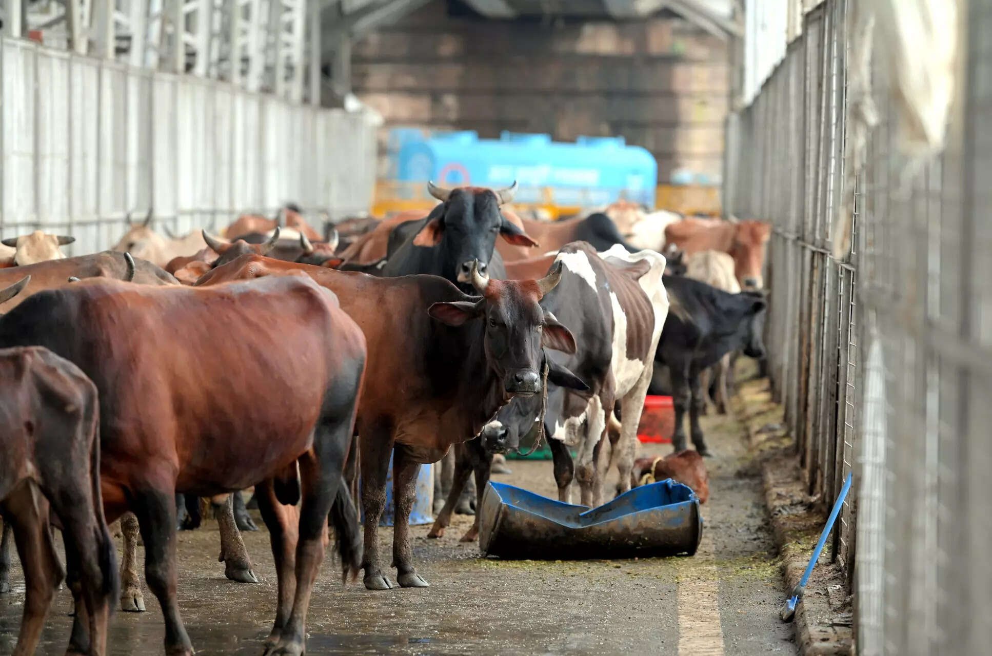 Rs 3.5 crore scam detected in MP's gaumutra, gobar cancer research project