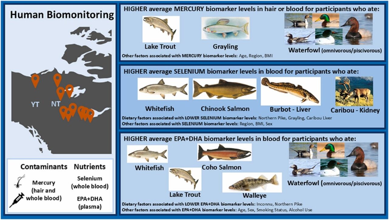 Mercury exposure in northern communities linked to eating waterfowl
