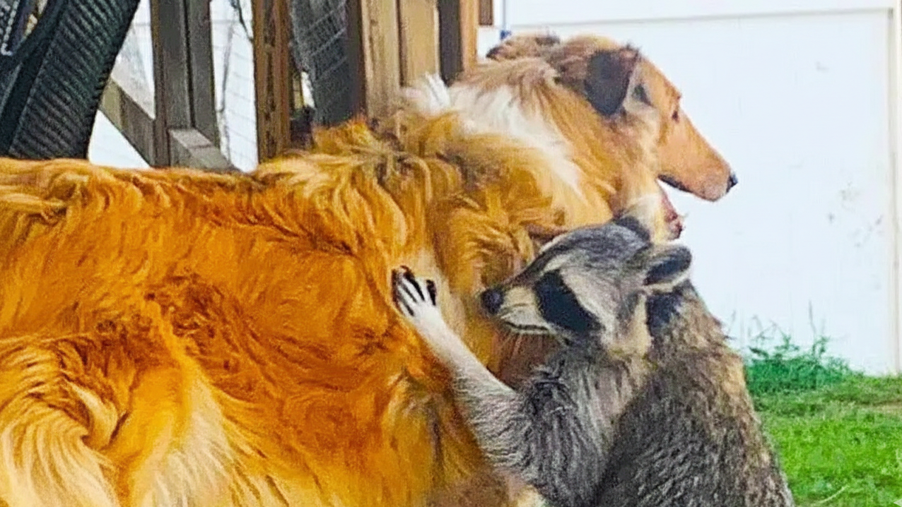 These raccoons were rescued - then they fell in love with puppies