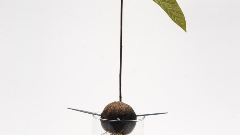 Vom Kern zur Avocado-Pflanze