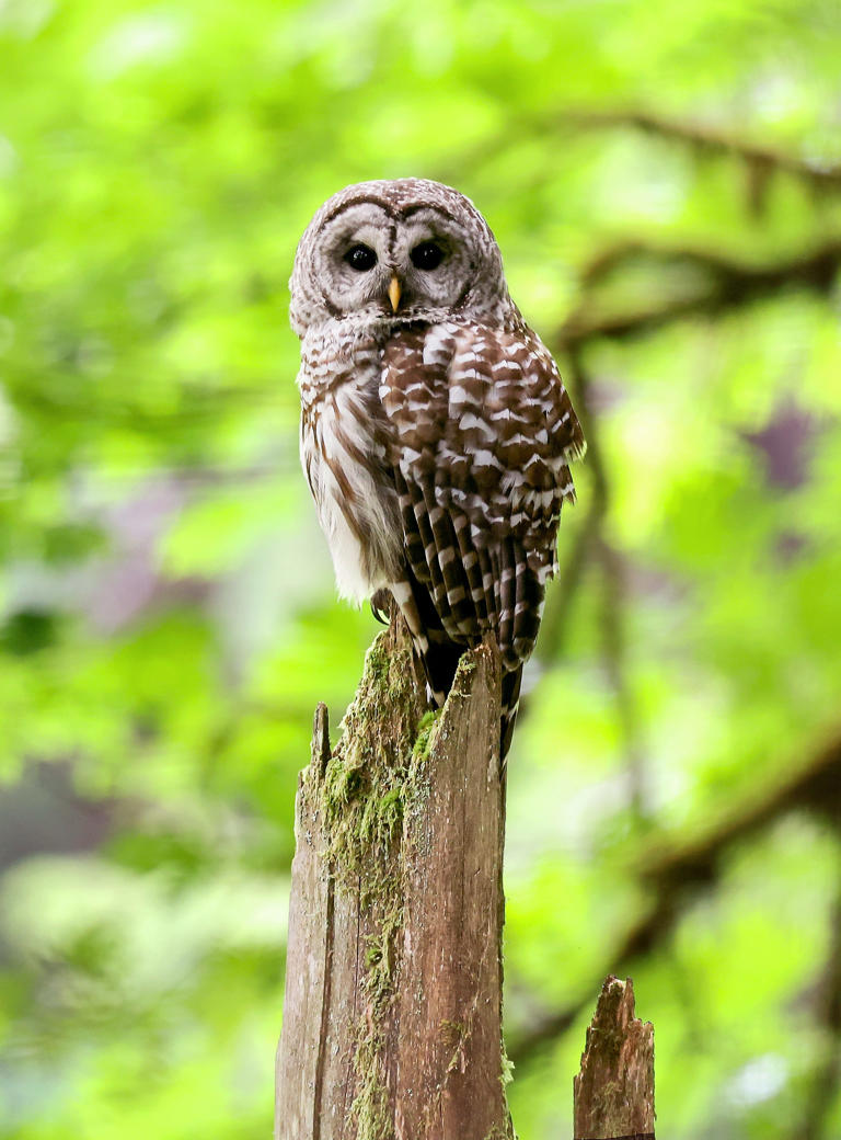 Shasta County wilderness groups host January events, hike