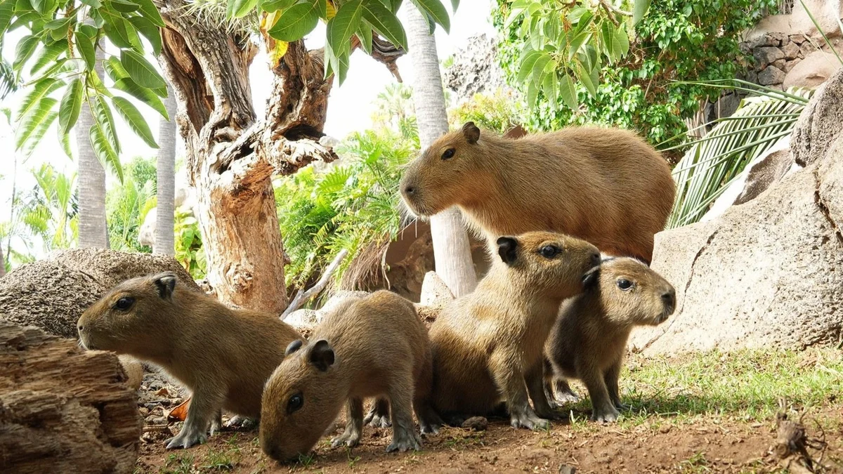¿Por qué los capibaras pueden dormir tranquilamente junto a los ...