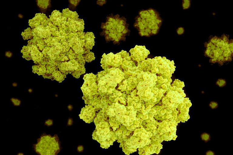 Florida cruise ship chaos as 89 people sick following major virus outbreak