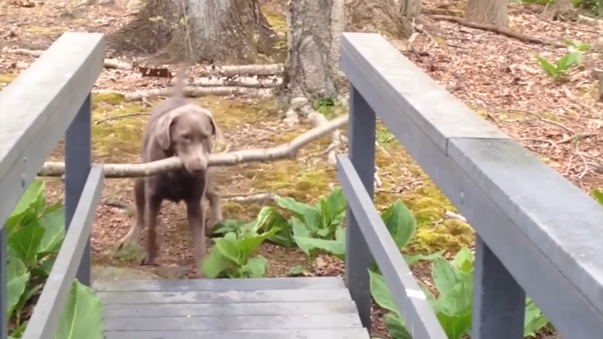 How bad design choices doomed certain animals