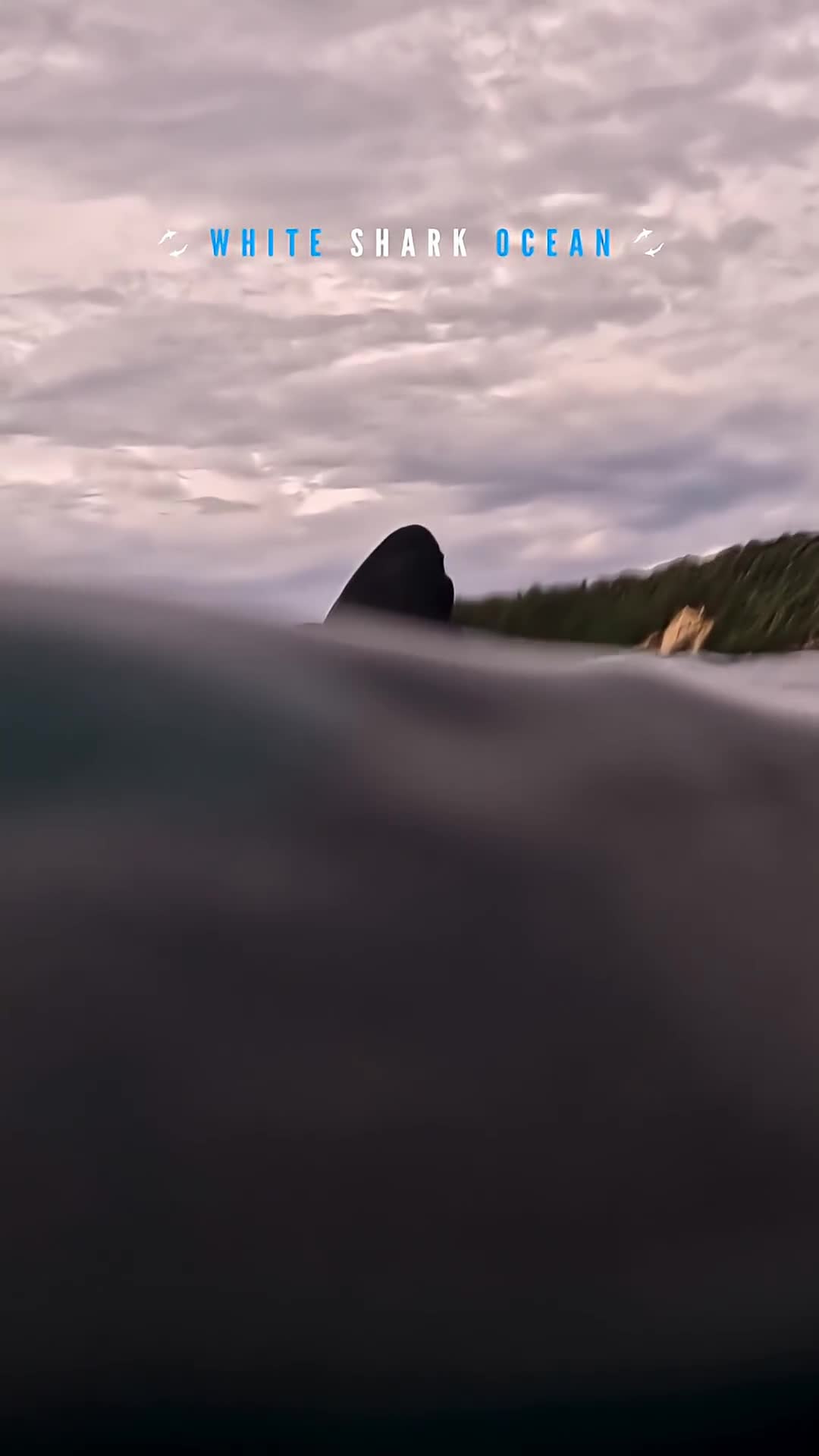 Big dorsal fin in the shallows