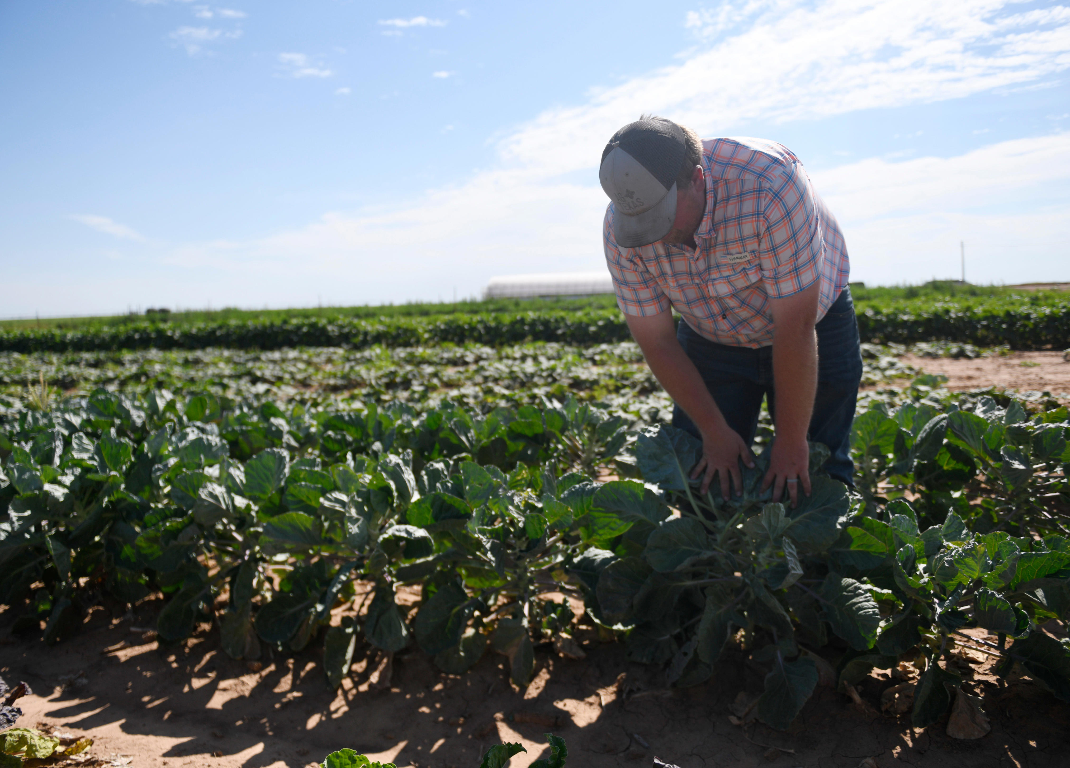 Texas official asks lawmakers to protect ag industry from data centers