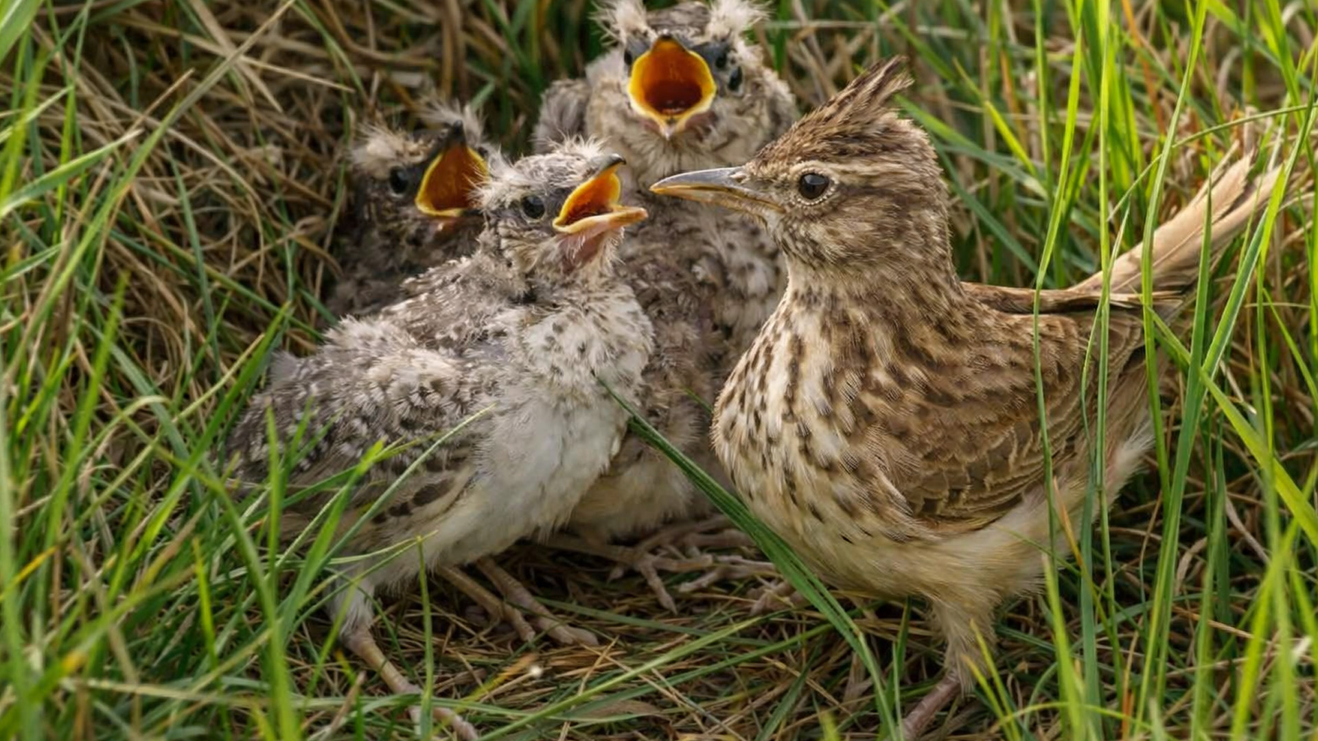 This bird built its nest right on the ground