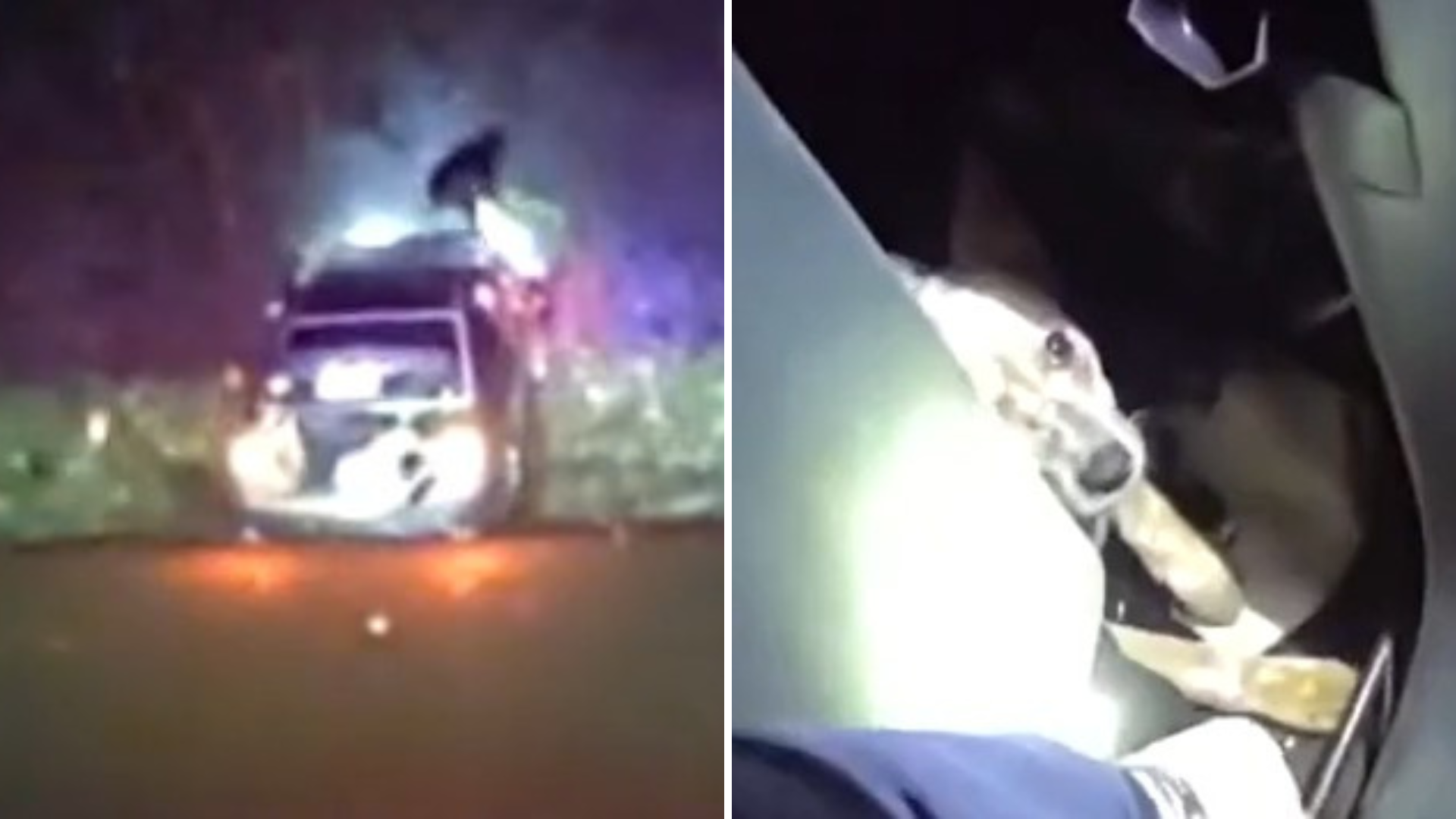 Horrific video shows dog launched out of a crashing car and second dog ...