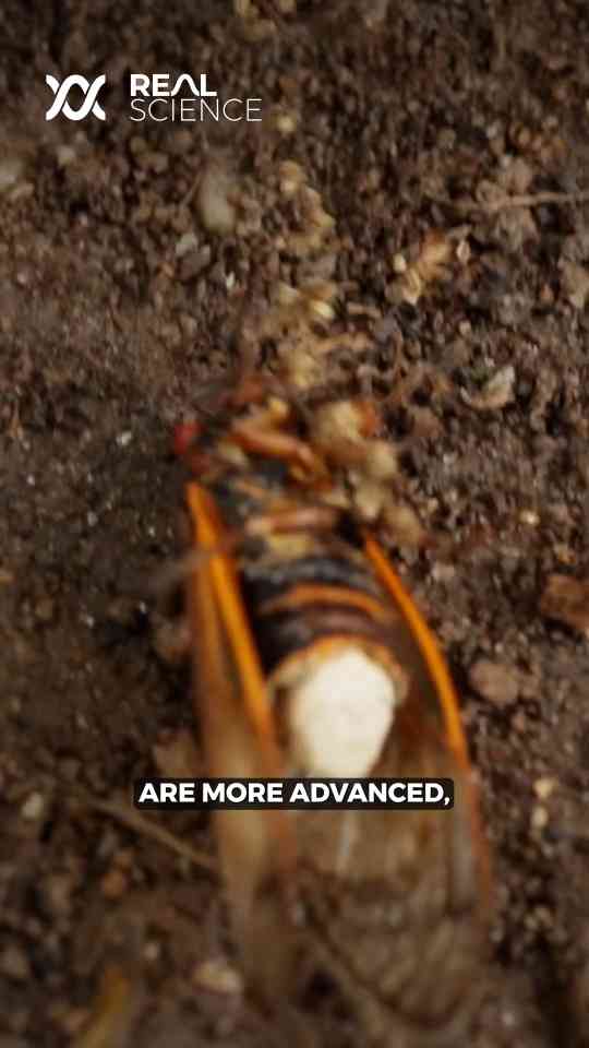 The mind control zombie fungus that infects cicadas