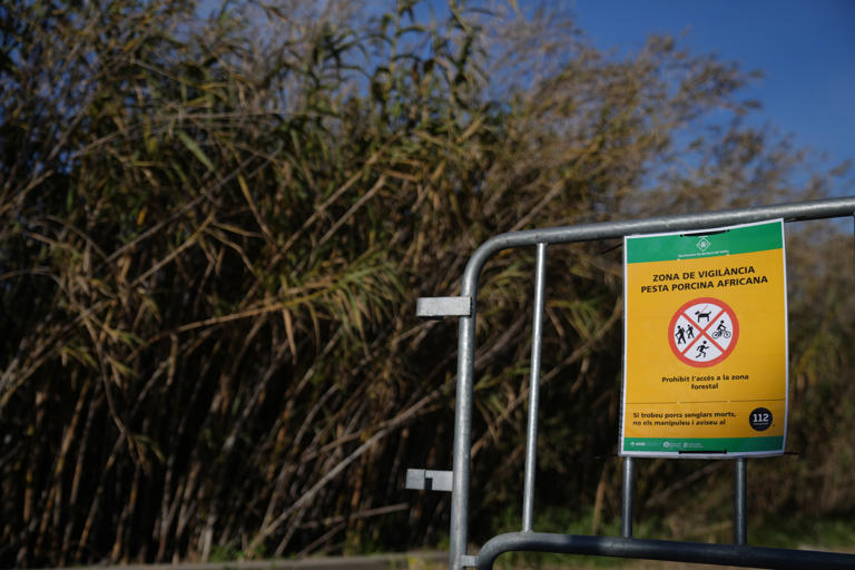 13 nuevos positivos elevan a 60 los casos de peste porcina en la zona 0 ...
