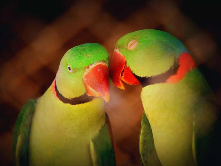 How to attract sparrows and other small birds to your balcony