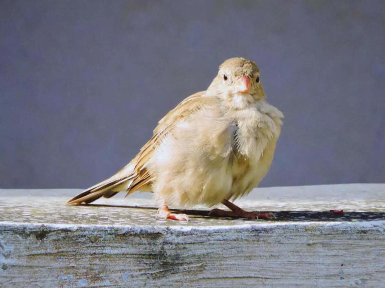 How to attract sparrows and other small birds to your balcony