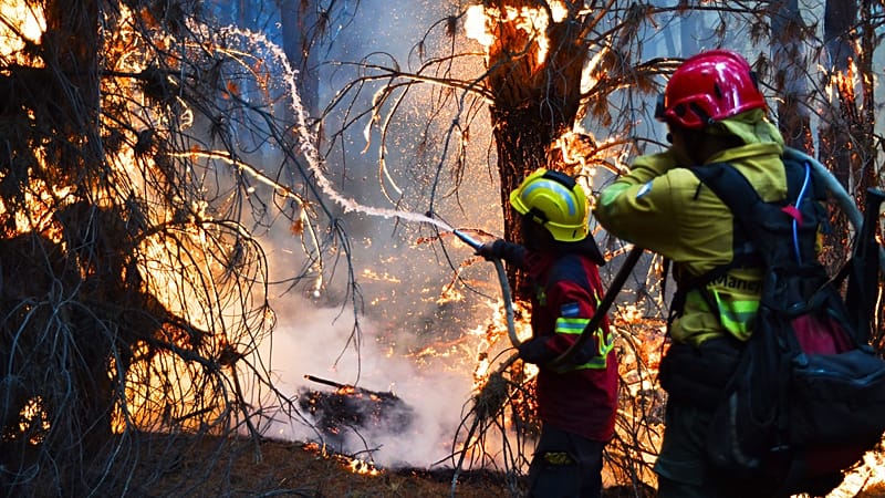 Incêndios florestais: mais de dez mil hectares podem ter sido ...