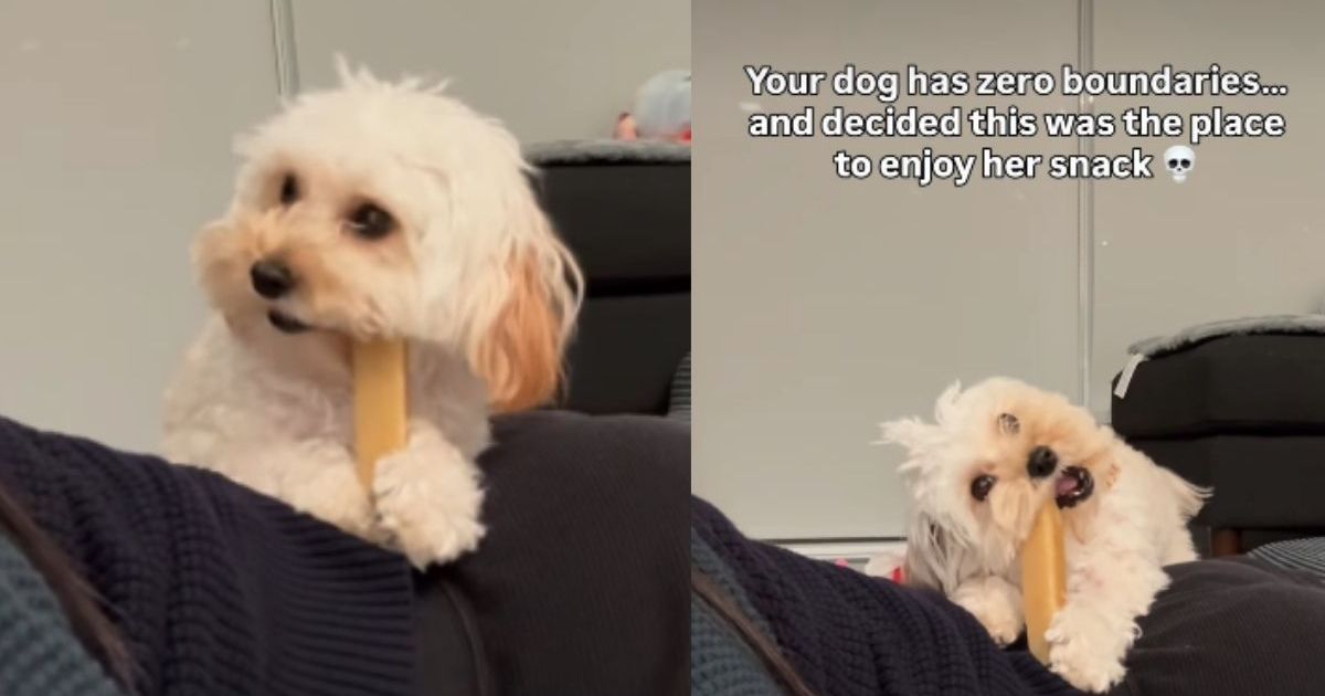 Video: Tiny dog uses owner's back to enjoy her snack