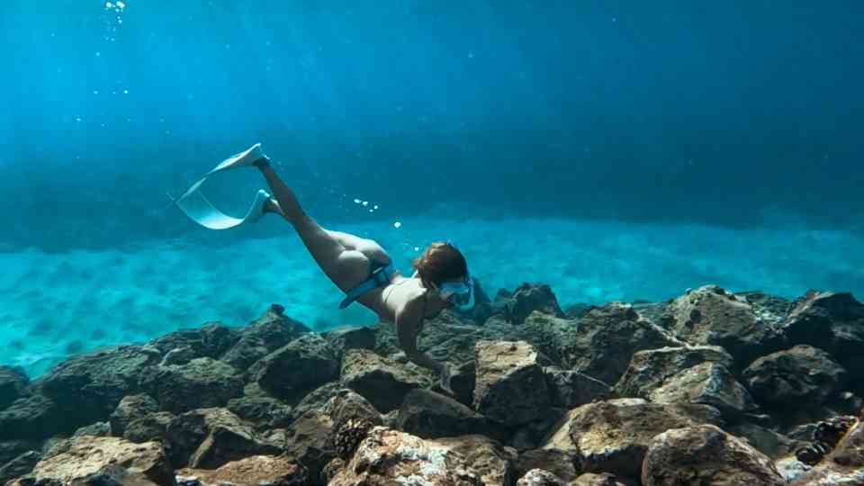 Divers rescue octopus