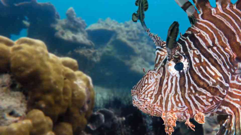 When invasive species spread beyond human control