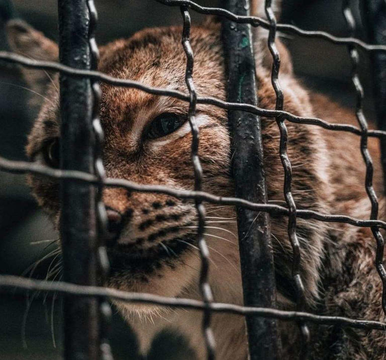 Eurasian lynx, Ursa, set to arrive at The Big Cat Sanctuary in Smarden ...