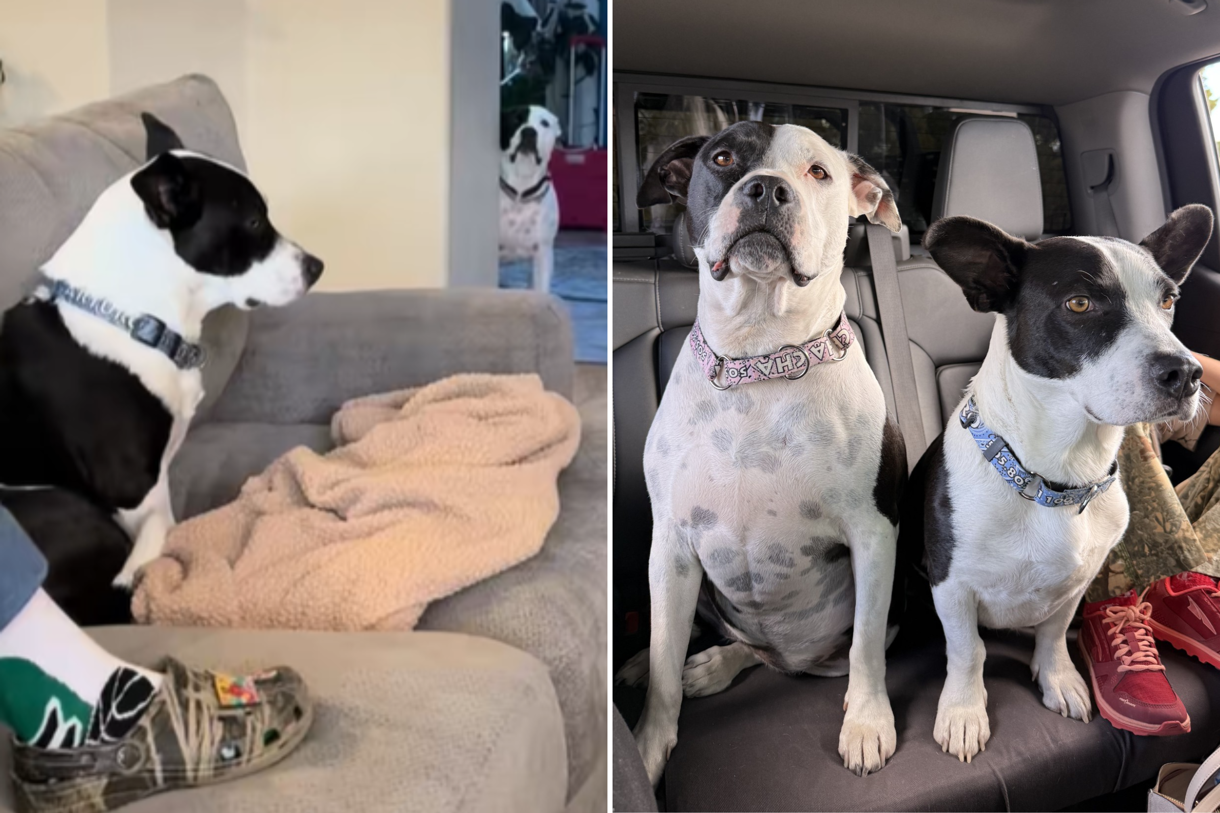 Rescue dog realizes owner has brought home a foster, response says it all