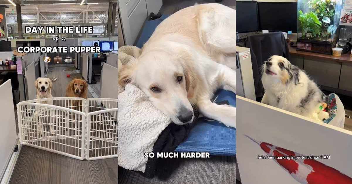 Video: Golden retriever's life as 'corporate pupper' is chaotic