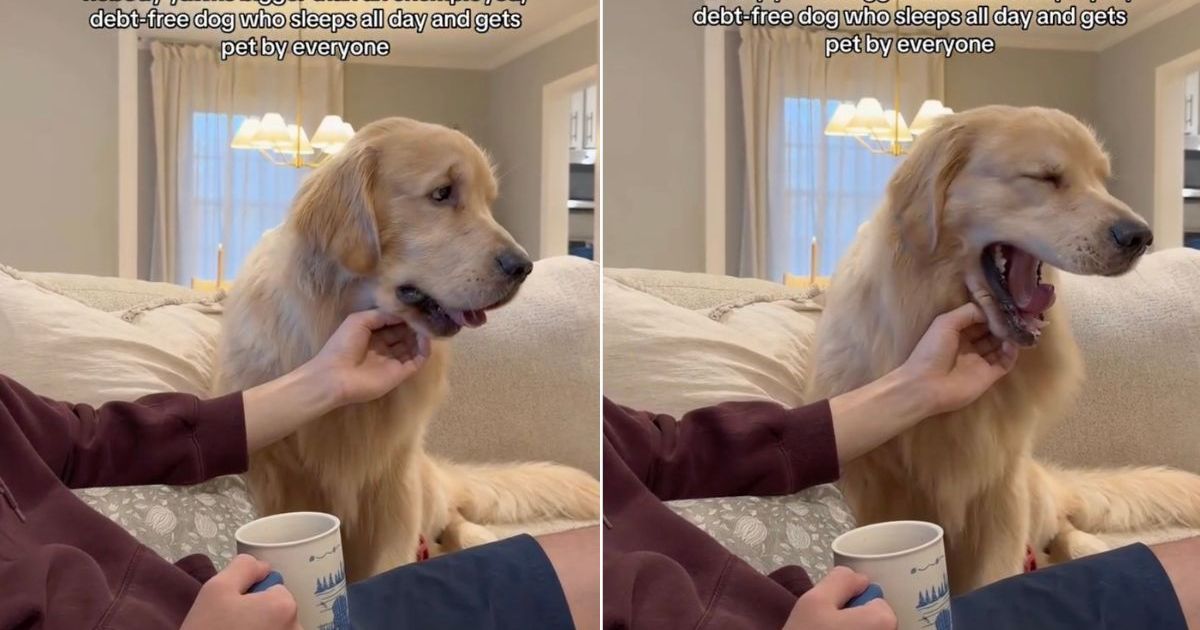 Video: Golden retriever takes big yawns while getting chin rubs