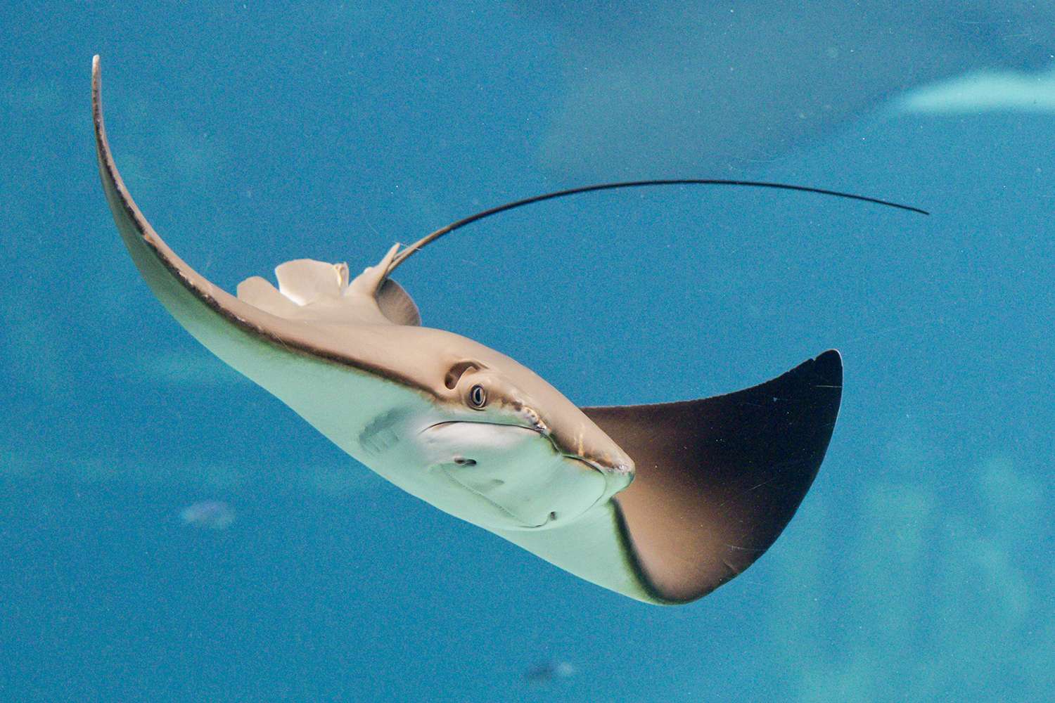 Stingray stabs man in his stomach during surf lifesaving training event ...