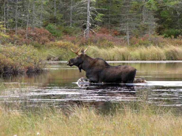 Maine’s moose isn’t just a symbol—it’s a warning and a success story