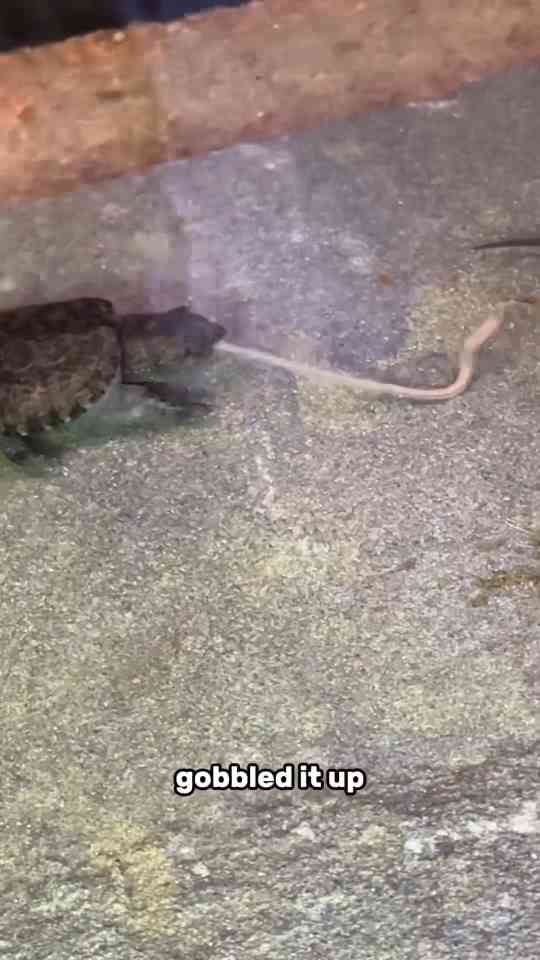 Baby snapping turtle hunts down worms