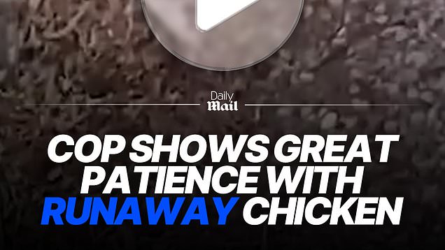 Police officer patiently chases runaway chicken through neighborhood