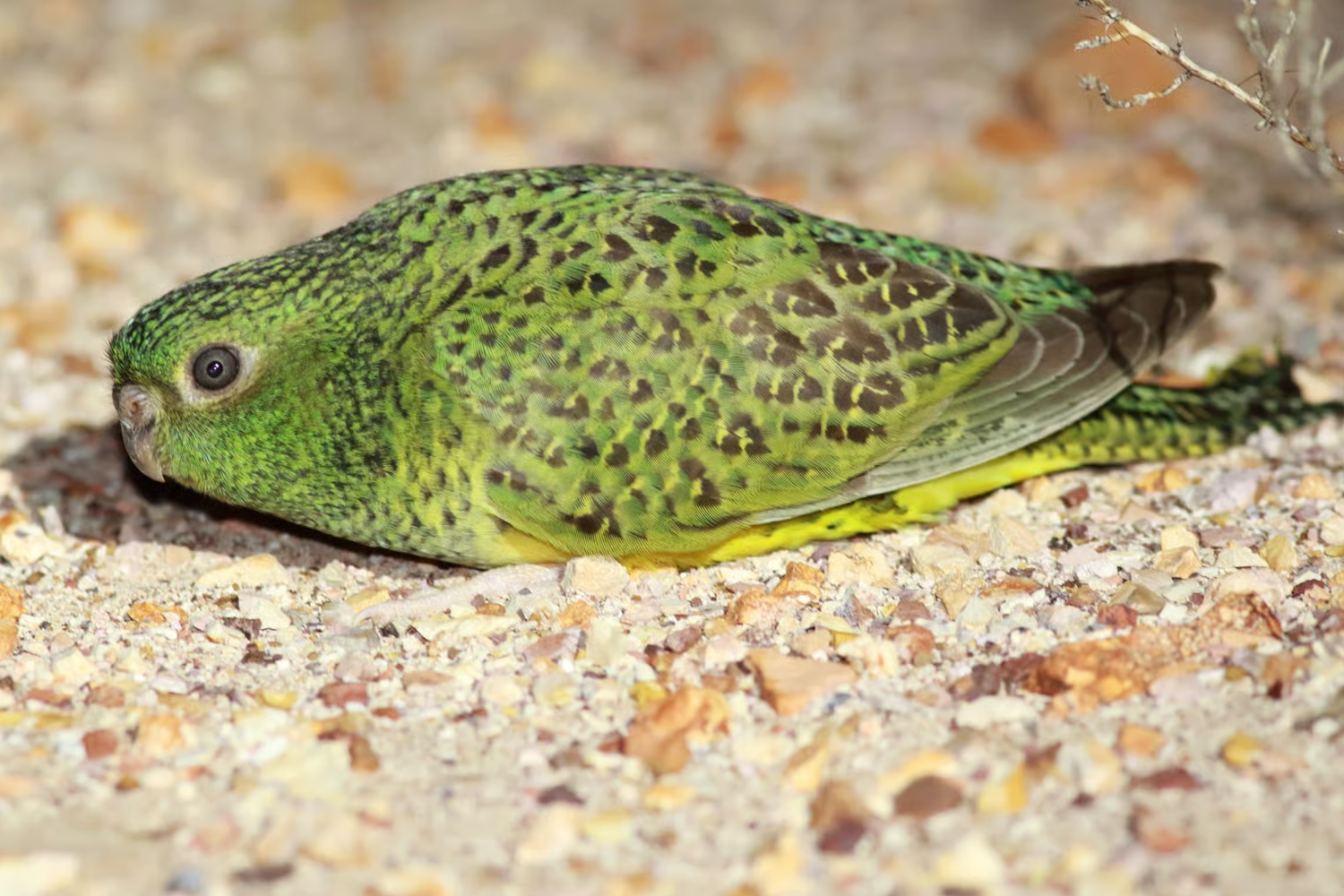 Rare and beautiful bird rediscovered 100 years after becoming 'extinct ...