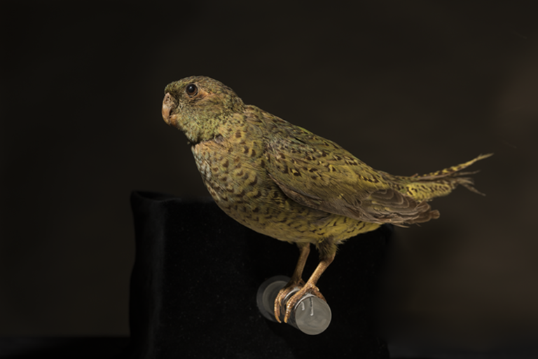 Australia's 'extinct' night parrot faces growing threat 12 years after ...