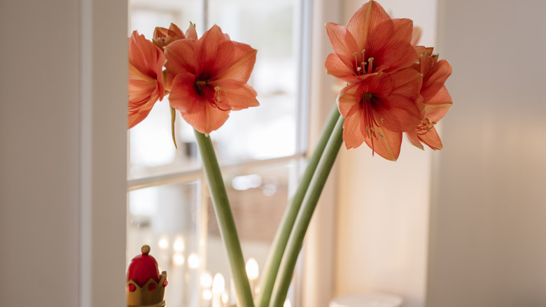 Always keep your amaryllis bulb: Here's how to make it bloom again