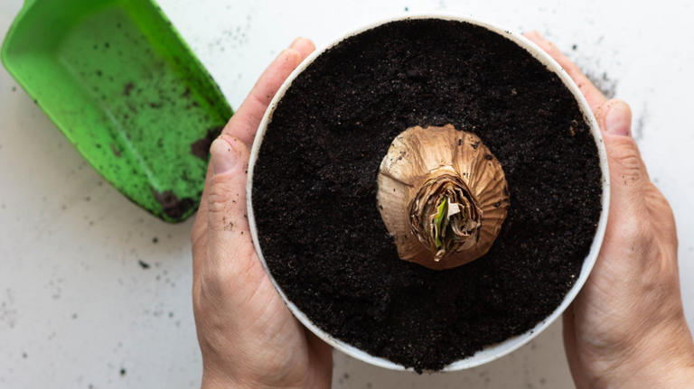 Always keep your amaryllis bulb: Here's how to make it bloom again