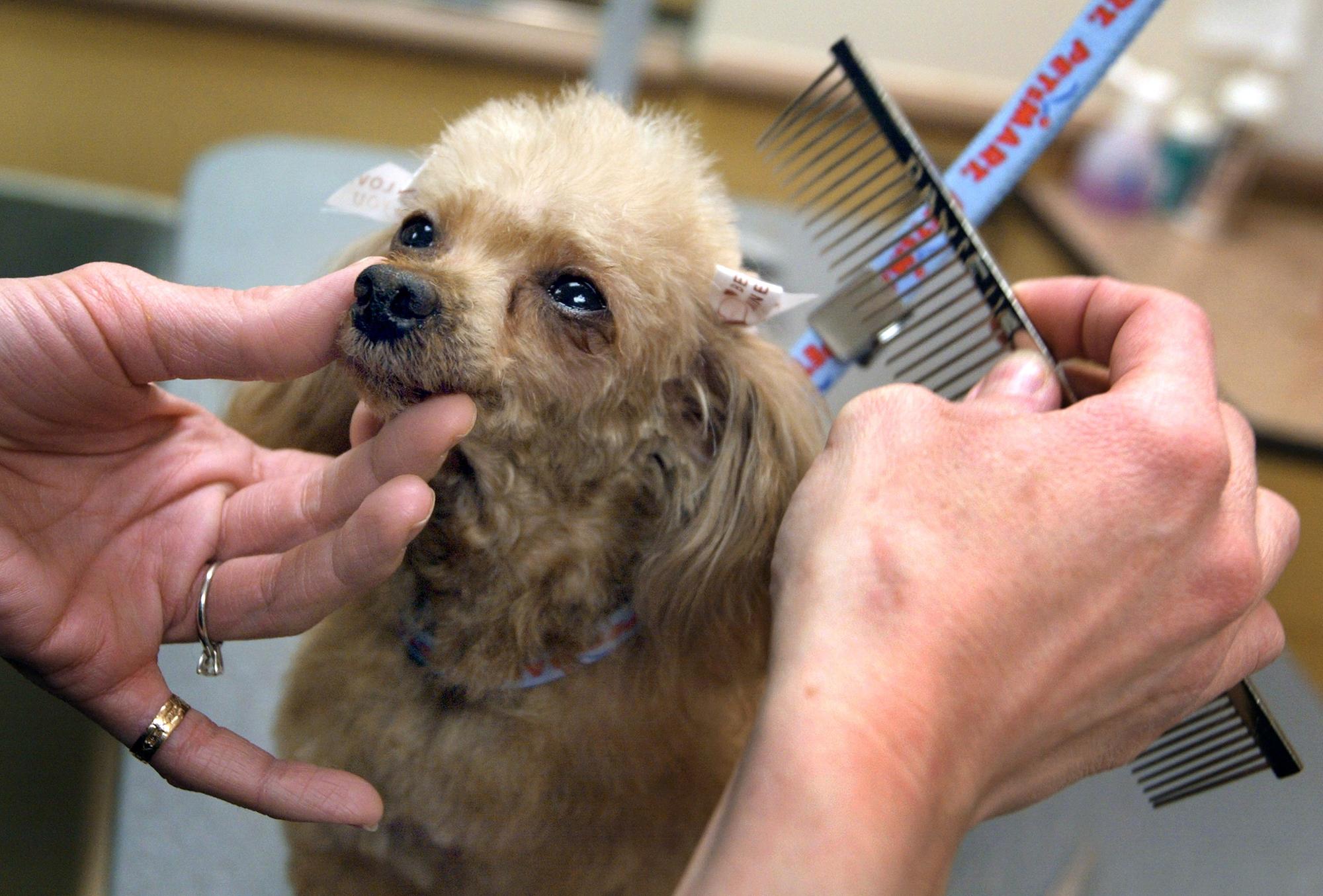 Couple hope to convert shed into dog-grooming studio -- latest ...