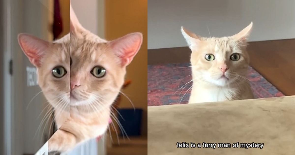 Video: Ginger cat is a 'furry man of mystery & contradictions'