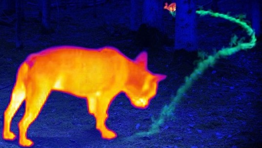 Why a dog’s sense of smell is far more powerful than ours