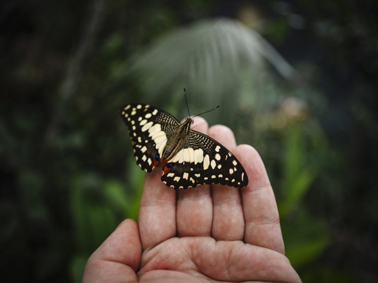 100+ butterfly names you'll love