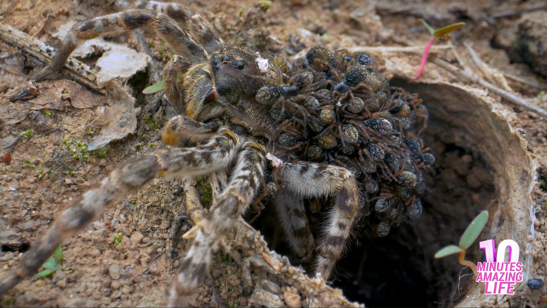 A rare look at a spider with its spiderlings