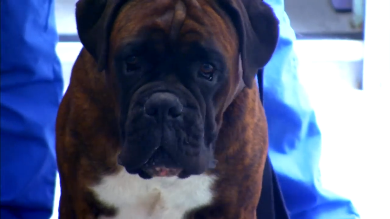 It could be fatal... the bluebottle sting warning