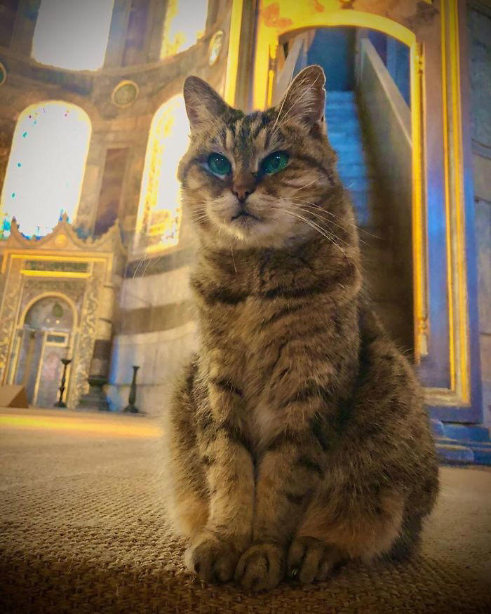 The famous resident cat of Istanbul’s Hagia Sophia (30 photos)