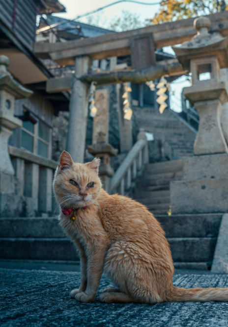Exploring Japan’s iconic cat island before it’s gone