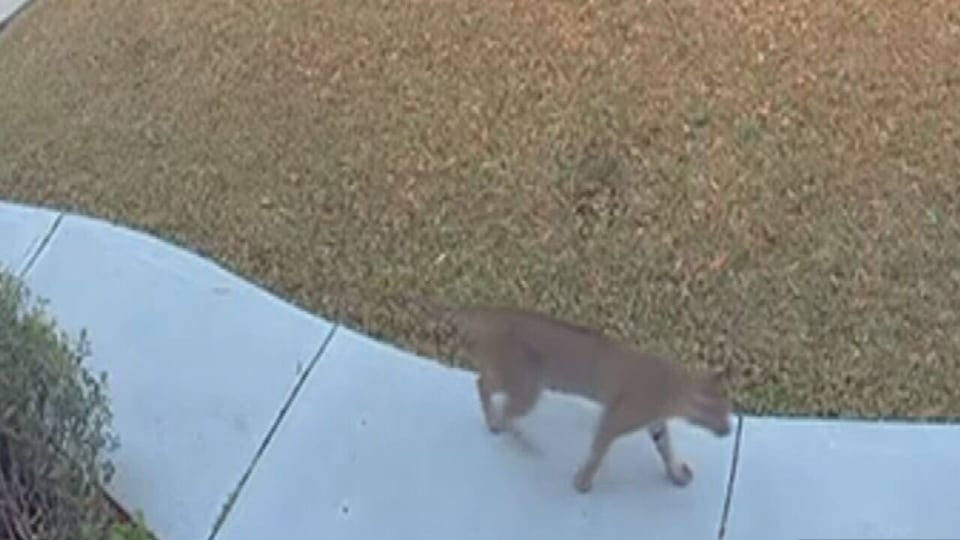 Caught on video: Bobcat wanders east Orange County neighborhood