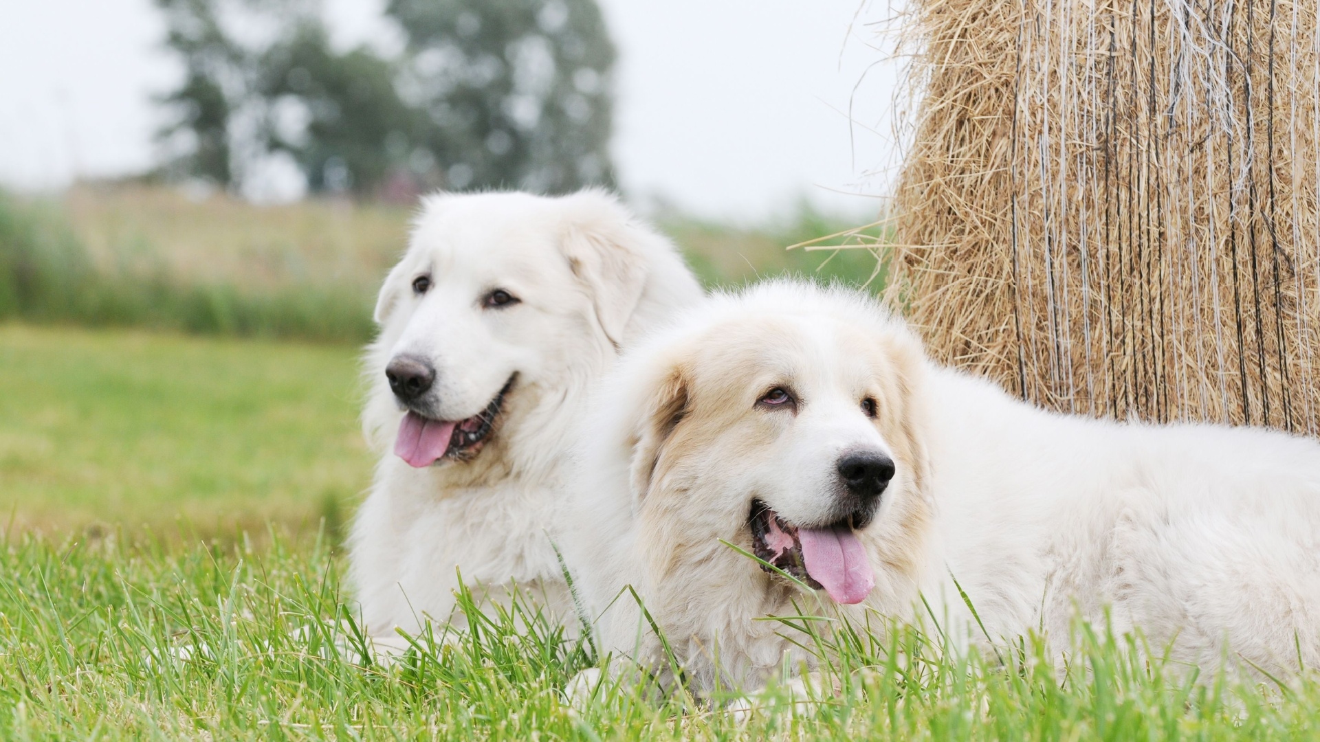 These 8 dog breeds are often described as old-soul companions