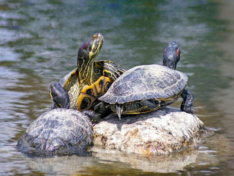 🐢 Are turtles social animals? This viral video will make you question ...