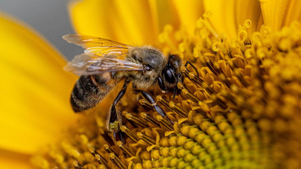 Scientists engineer climate-proof queen bee to beat global warming