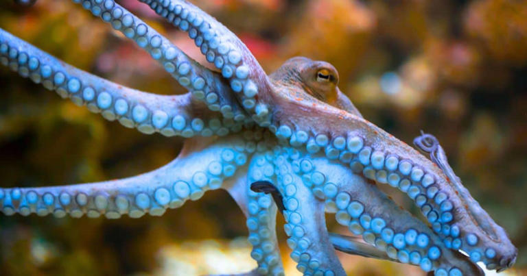 This viral video of an octopus solving a maze has been viewed 109 ...