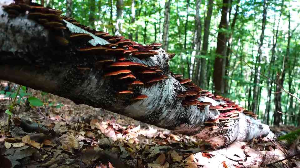 France has entire zones that humans still cannot return to