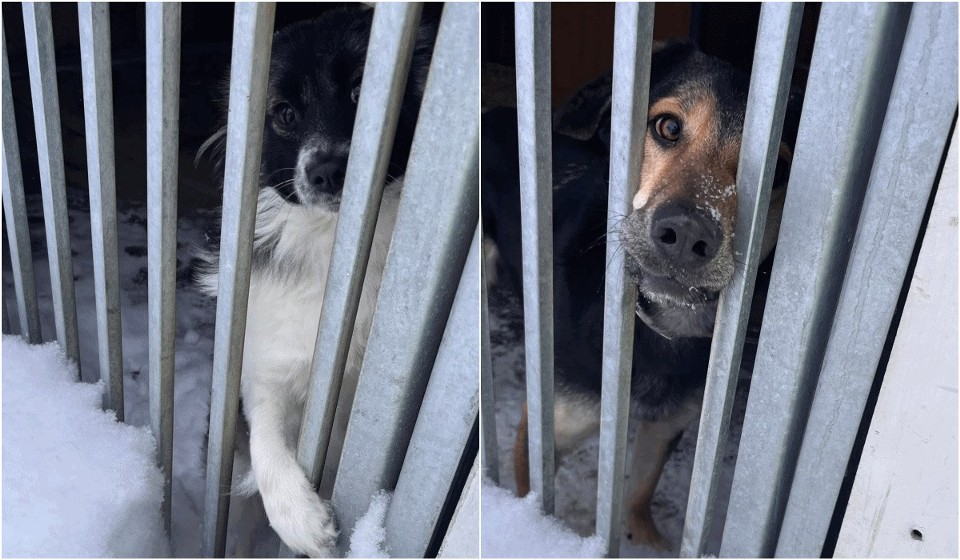 Psiaki ze schroniska w Krynicy-Zdroju potrzebują zabezpieczenia boksów ...