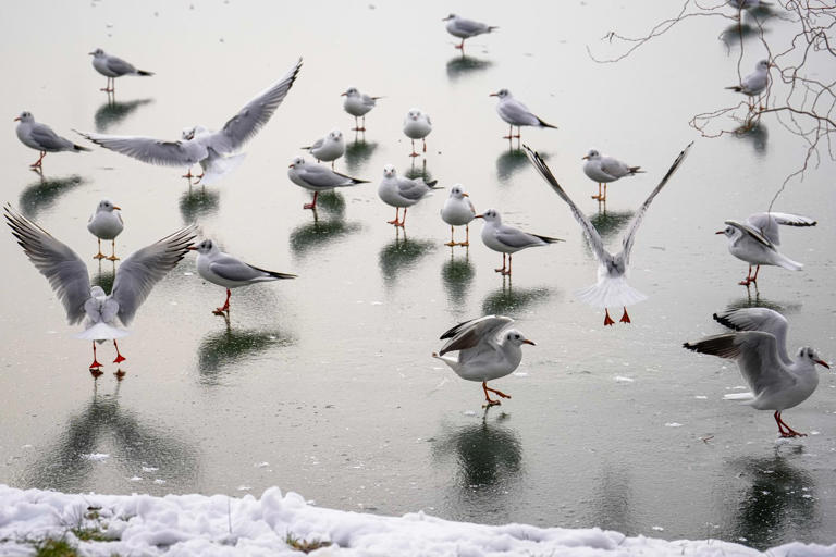 Freezing rain and ice disrupt travel across central and eastern Europe